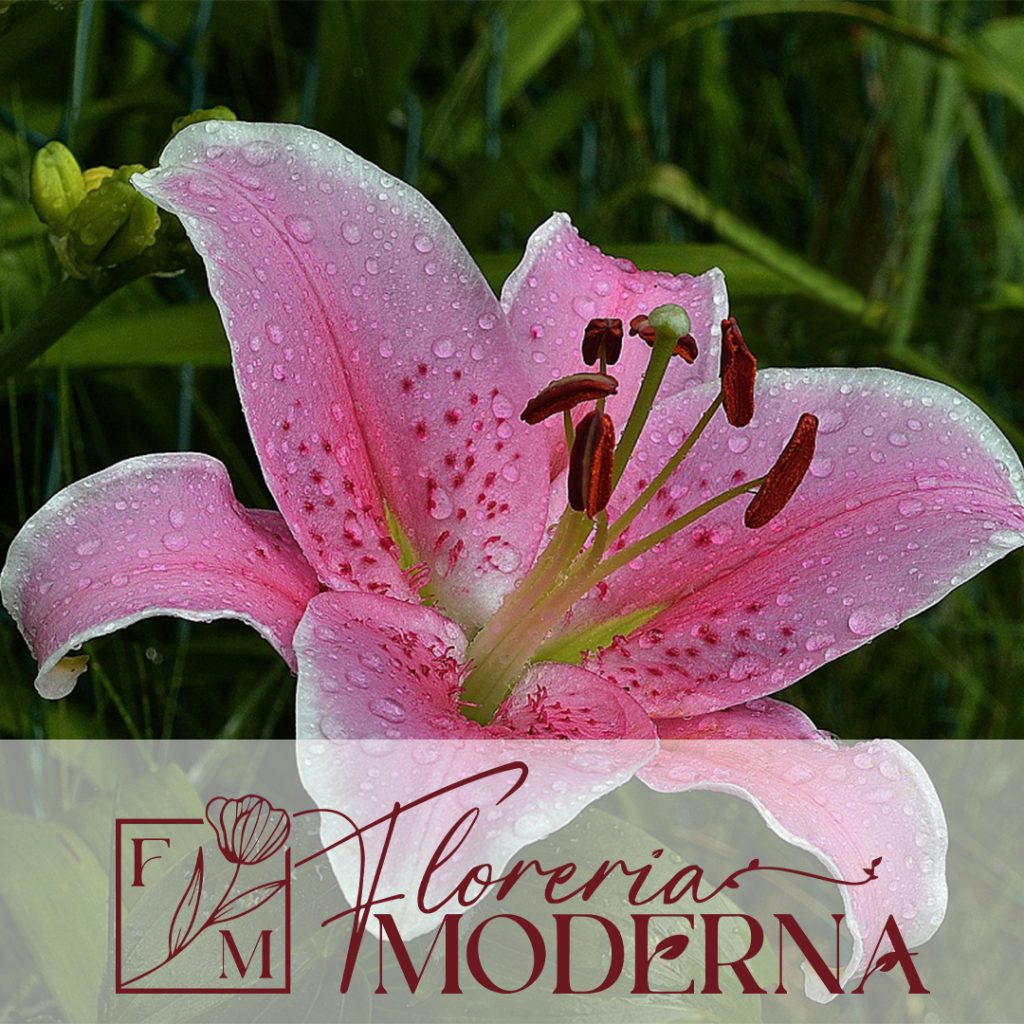 LILIUM – FLORERIA MODERNA