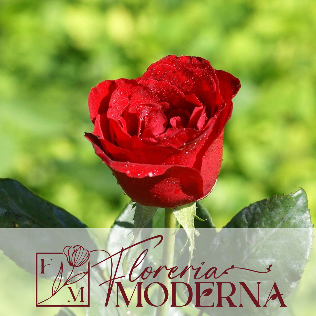 ROSA NACIONAL - FLORERIA MODERNA